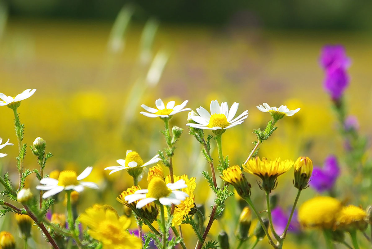 Primavera: o Florescer da nova estação - My Planet
