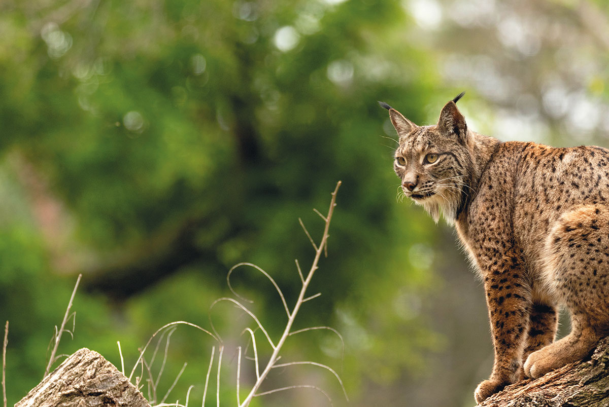 O lince-ibérico é considerado o felino mais ameaçado do mundo