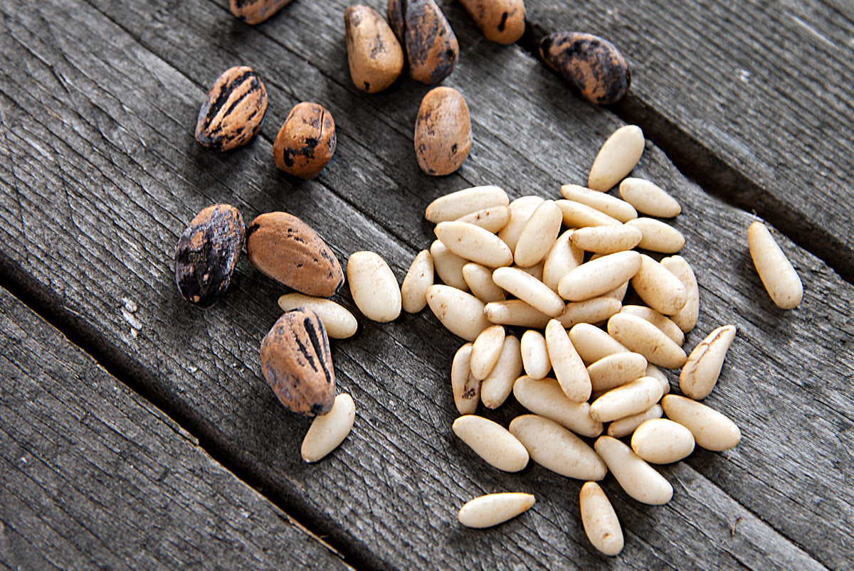 O pinhão, semente valiosa e rara do pinheiro manso, é o caviar da floresta.