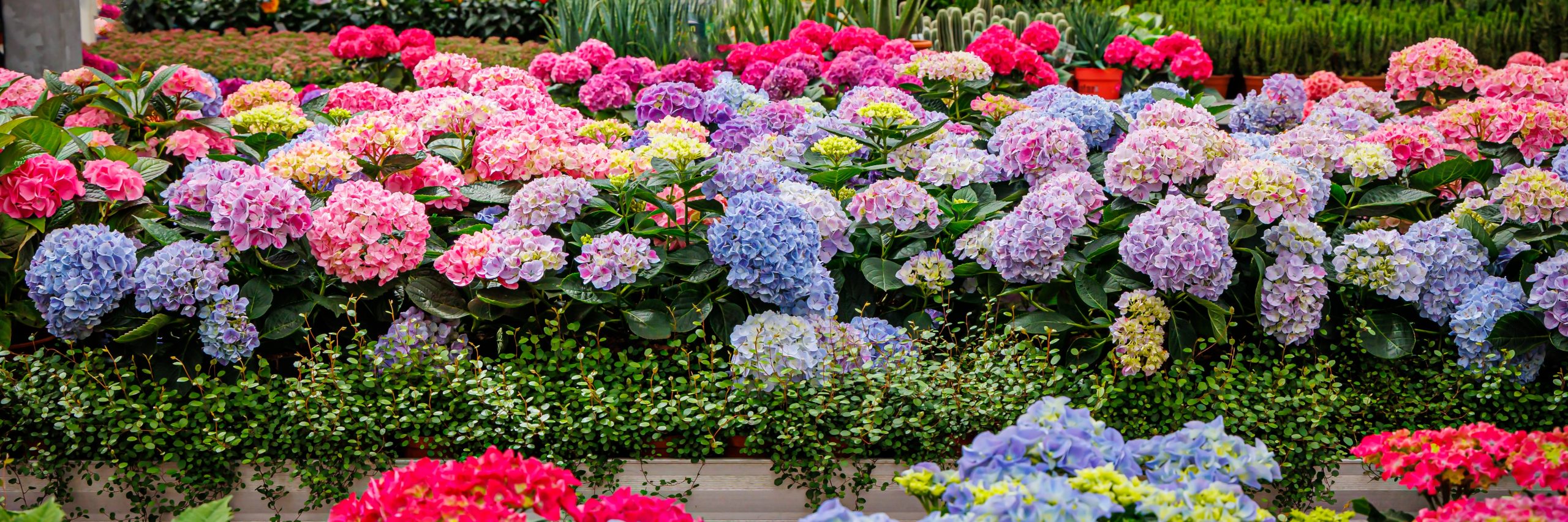 Maravilhosas hortênsias - My Planet