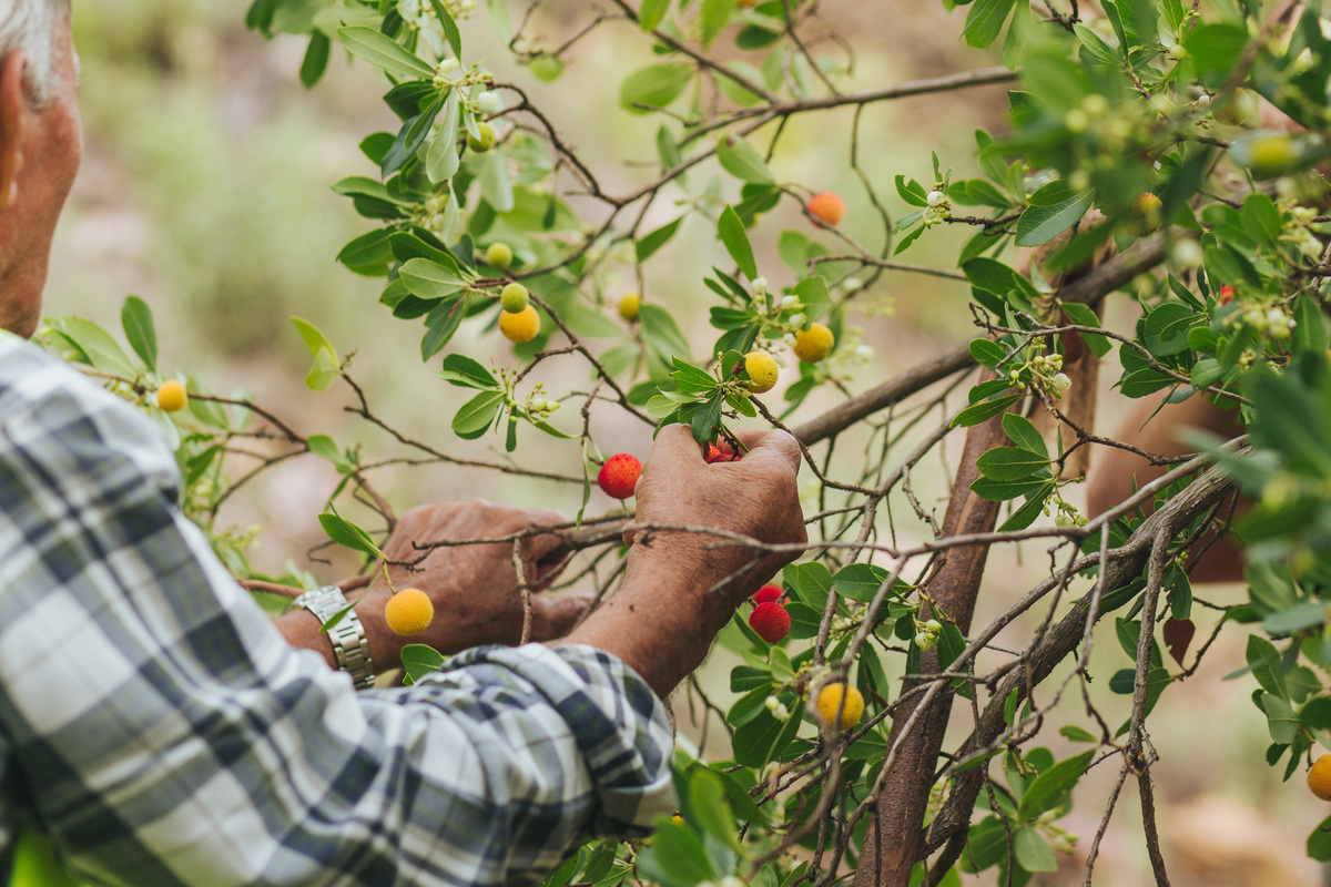 Vamos ao medronho! - My Planet