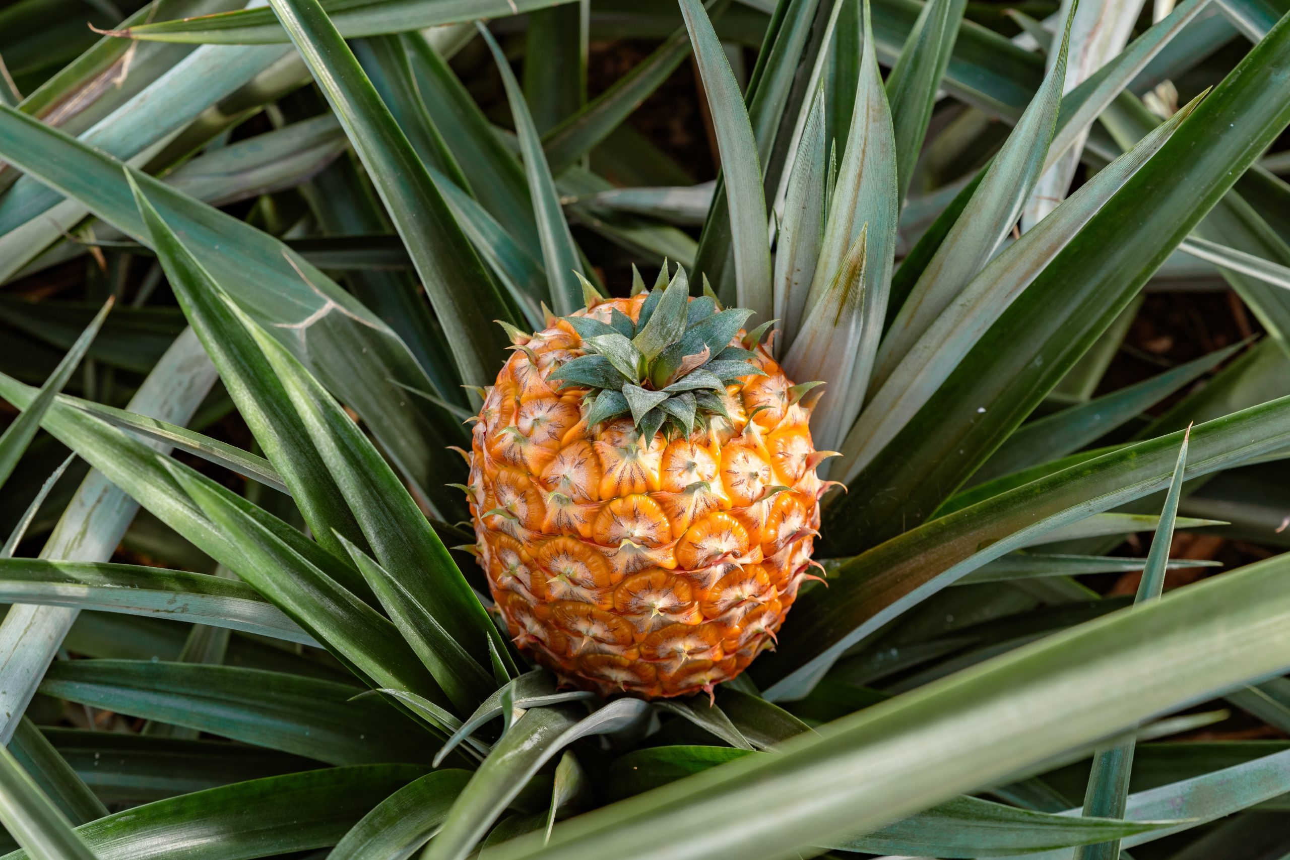 Ananás dos Açores: sabor tropical com tradição local